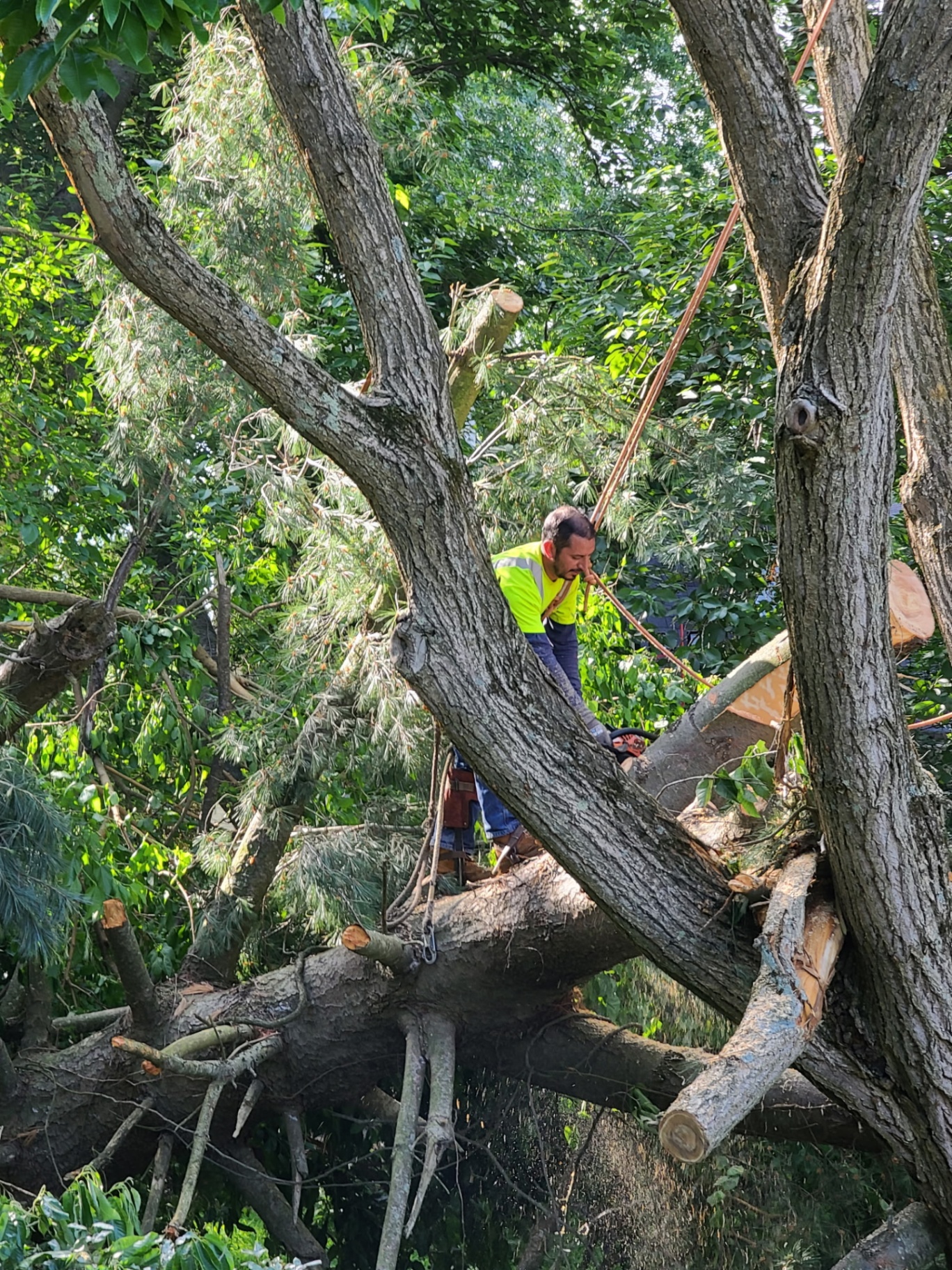 Lucky's Landscaping & Tree Service | Professional Outdoor Care